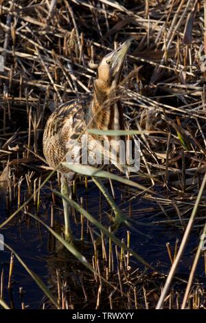 Minsmere reed bed Stock Photo - Alamy