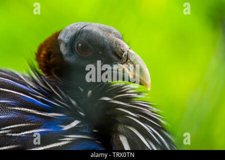 Vulture guinea fowl, Acryllium vulturinum, tread animal, animals, bird ...