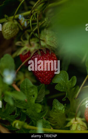 Farm fresh strawberrys Stock Photo - Alamy