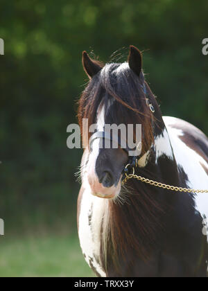 A head shot of a black show cob in the show ring Stock Photo - Alamy
