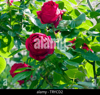 Rosa 'Eden' flower Stock Photo - Alamy