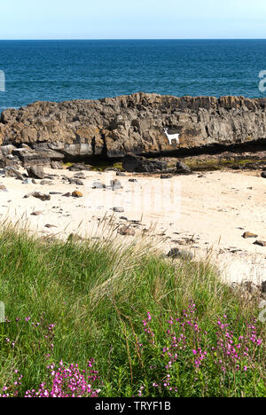 The famous painted white stag at Stag Rocks on the Northumberland coast ...