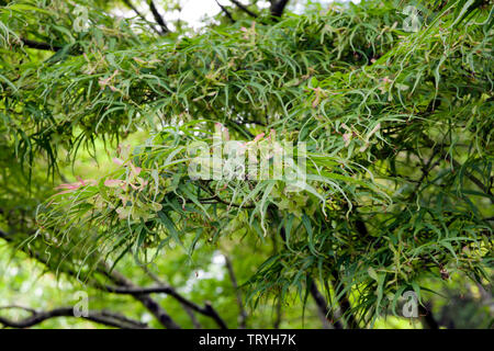 Acer amoenum linearilobum Stock Photo - Alamy