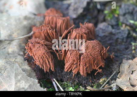 Chocolate Tube Slime Mold (Stemonitis sp.) brown fruiting bodies ...