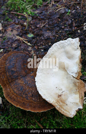 Benzoin bracket fungus, Ischnoderma benzoinum Stock Photo - Alamy