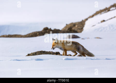 The red fox (Vulpes vulpes) in the himalaya mountain habitat near ...