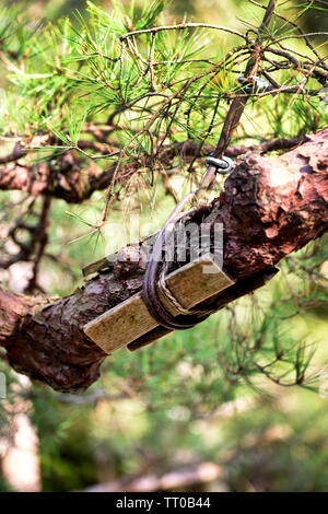 tree branch supports Japan Stock Photo - Alamy