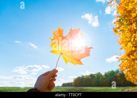 Maple leaf in hand against sky background. Autumn Stock Photo - Alamy