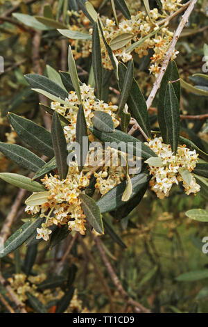 Botany - Oleaceae - Olives (Olea europaea) - Andalusia - Spain Stock ...