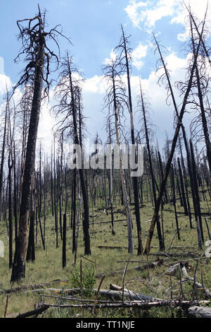 Charred trees remain after wildfire burned through pine forest in rural ...