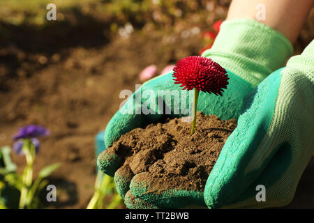 Hands holding beautiful spring flower in hands, outdoors Stock Photo ...
