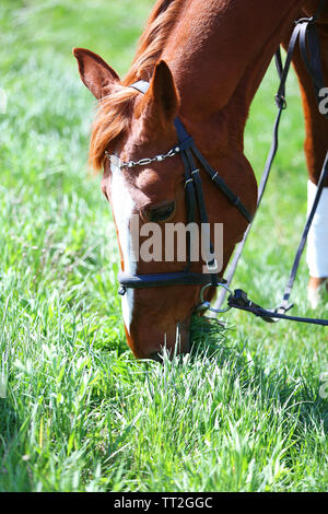 Brown domesticated horse standing on grassy field against mountain in ...
