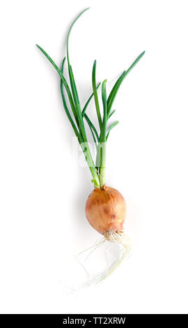 Sprouted onion on a white background vertically Stock Photo - Alamy