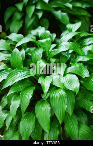Beautiful spring hosta leaves on tree outdoors Stock Photo - Alamy