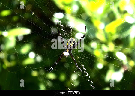 Cane Spider, Kauai, Hawaii Stock Photo: 26797011 - Alamy
