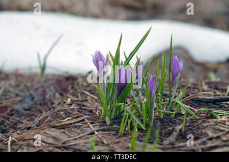 beautiful crocuses in spring on the mountains Stock Photo - Alamy