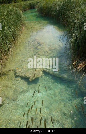 Brown Trout, Plitvice Lakes National Park, Croatia Stock Photo - Alamy