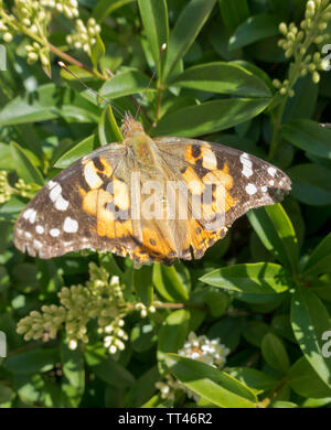 Vanessa butterfly of the thistles (Vanessa cardui) in Malaga, Andalusia ...