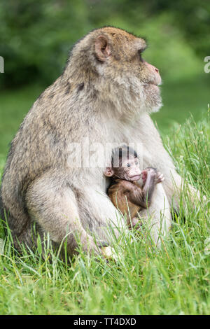 Mother and Baby Monkey, Barbary macaque at Rock of Gibraltar, UK Stock ...