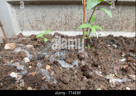 Snail bait (metaldehyde pellets Stock Photo - Alamy