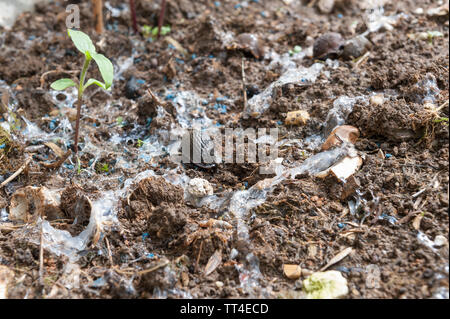 Snail bait (metaldehyde pellets Stock Photo - Alamy