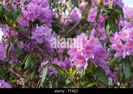 Rhododendron bush, Rhododendron ponticum - an invasive ornamental ...