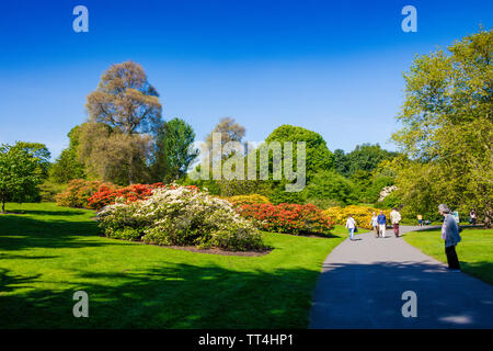 Flowering azalea bushes, Royal Botanic Garden, Edinburgh, Scotland ...