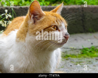 kitten orange-red small, a cat with cell phone black on table polished ...
