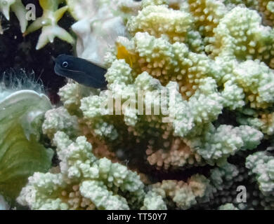 A Tricolour Blenny (Ecsenius tricolor Stock Photo - Alamy