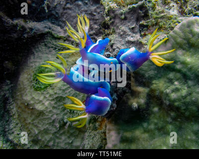 A group of Hypselodoris variobranchia nudibranches Stock Photo - Alamy