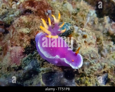Nudibranch sea slug gills macro Blairgowrie pier Stock Photo - Alamy