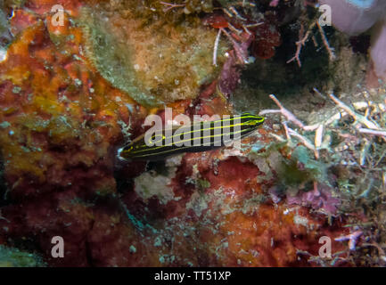 A Hector's Goby (Koumansetta hectori Stock Photo - Alamy