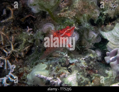 A Cryptic Wrasse (Pteragogus cryptus) in Palawan, Philippines Stock ...