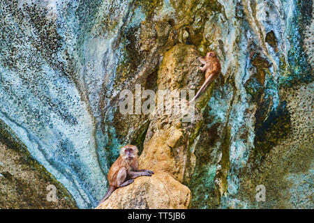The macaques on the rock at the Ao Ling (Monkey) Bay, Phi Phi Leh ...