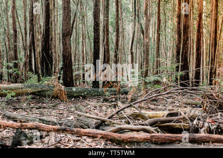 Broken and fallen trees on the forest background Stock Photo: 97768545 ...
