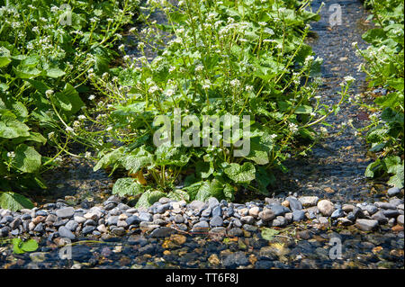 Wasabi growing in flowing water. Wasabi needs the cleanest of ...