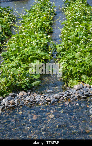 Wasabi growing in flowing water. Wasabi needs the cleanest of ...