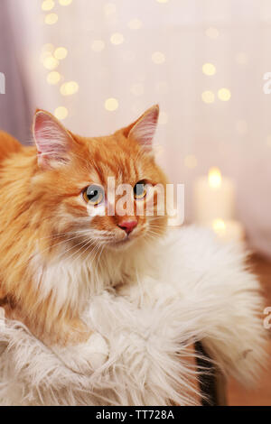 Lovable red cat on lights background Stock Photo - Alamy