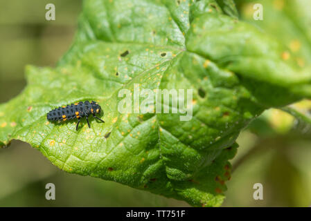 Life cycle of a ladybug Stock Photo: 84972625 - Alamy