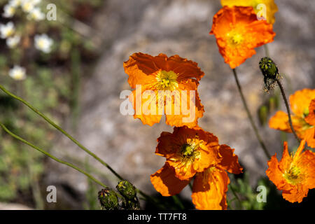 Atlantic Poppy - Papaver atlanticum Naturalised Orange Flowers Stock ...