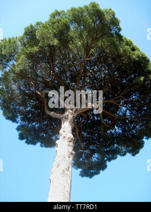 Umbrella pine tree on the Palatine hill Rome Italy Stock Photo - Alamy