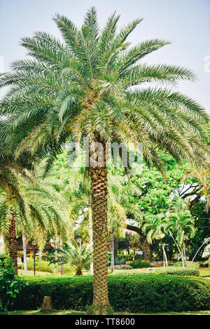 Palm tree park in Riyadh, Saudi Arabia Stock Photo - Alamy