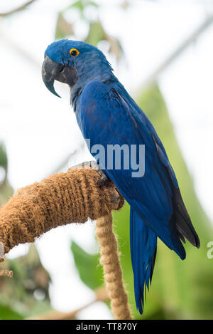 The hyacinth macaw is a parrot native to central and eastern South ...
