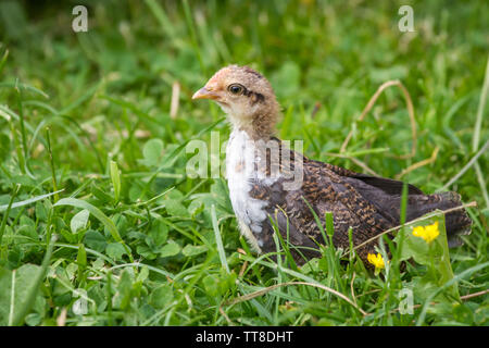 Stoapiperl/ Steinhendl, fledgling in the meadow - a critically ...