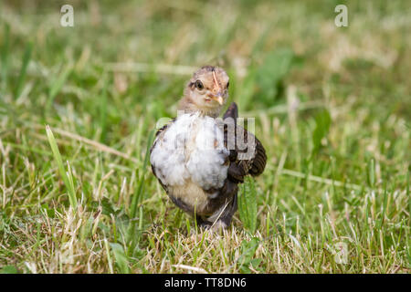 Stoapiperl/ Steinhendl fledgling in the meadow, a critically endangered ...