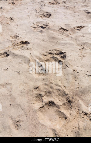 Swamp Cats: Okavango Delta Lion Pride Stock Photo - Alamy