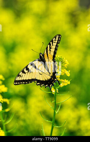 A beautiful shot of a swallowtail butterfly on purple flowers Stock ...