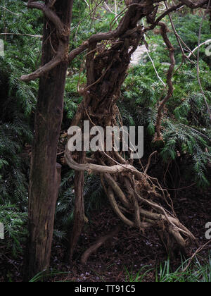 Vines in Central Park Stock Photo - Alamy