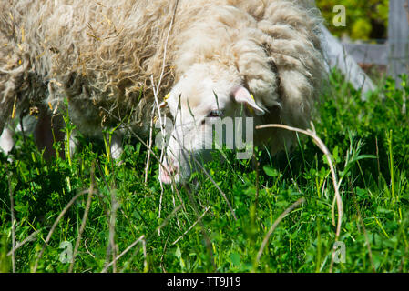 flock of skudde sheep. skudde are one of the oldest domesticated sheep ...