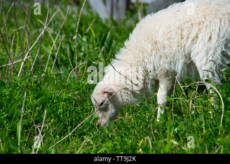 flock of skudde sheep. skudde are one of the oldest domesticated sheep ...